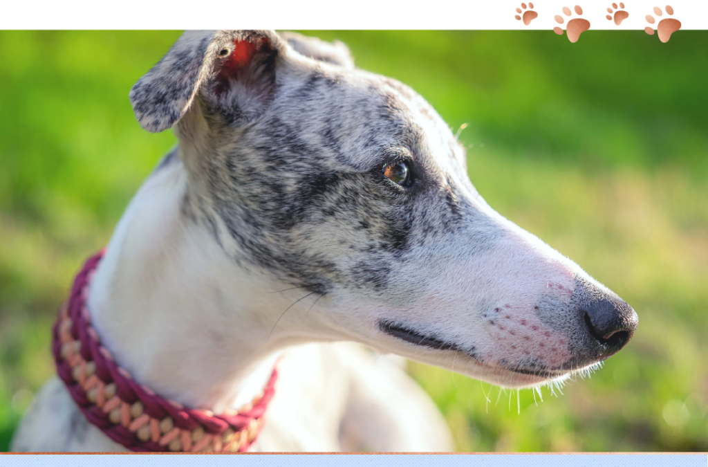 Top Apartment-Friendly Dogs: A Compact Guide